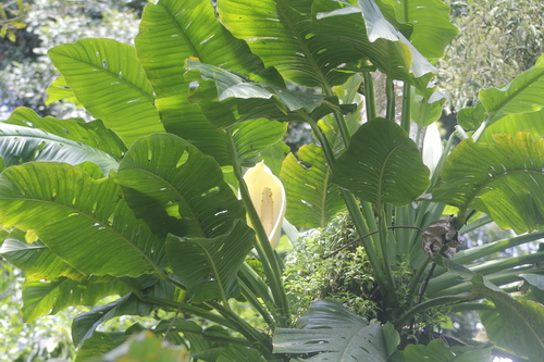 Monstera egregia · iNaturalist United Kingdom