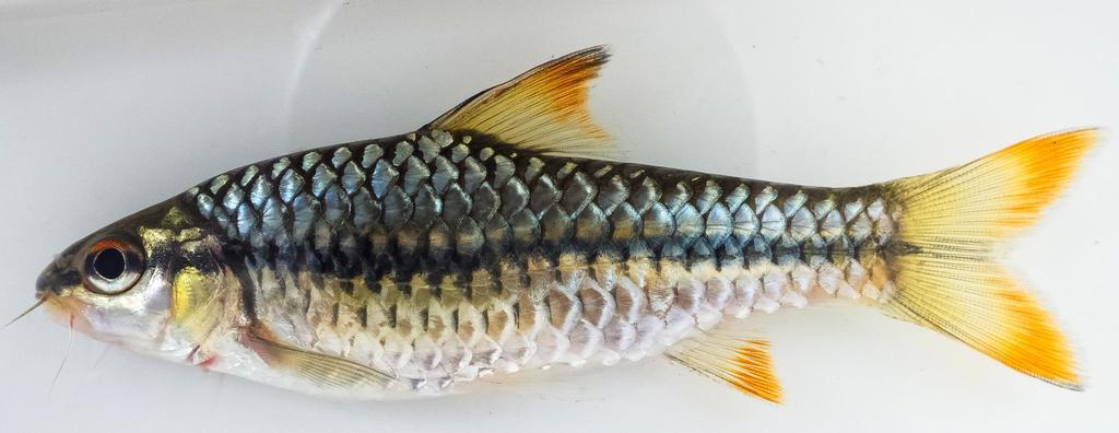 Spotscale barb (Enteromius holotaenia) - Marine Life Identification