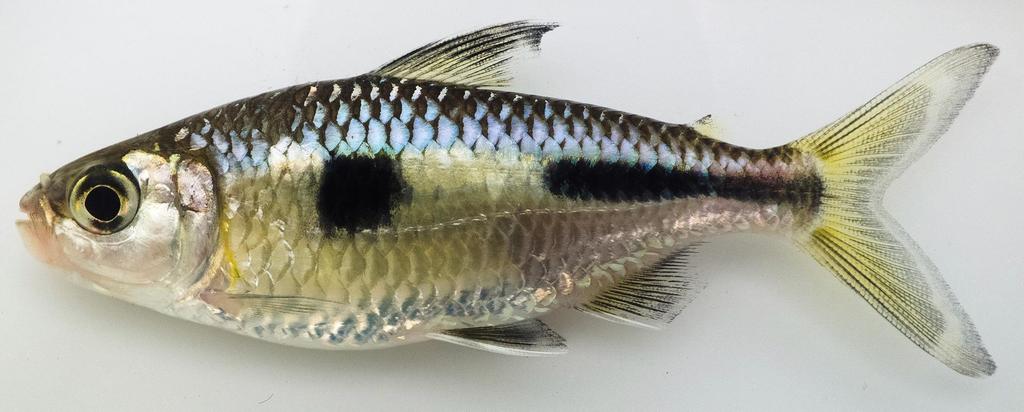African Tetras (Alestidae) - Marine Life Identification