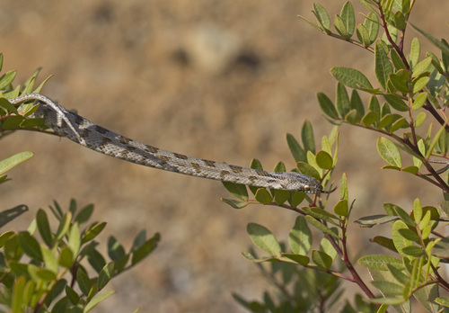 Cat Snake (Telescopus fallax) - Snakes and Lizards