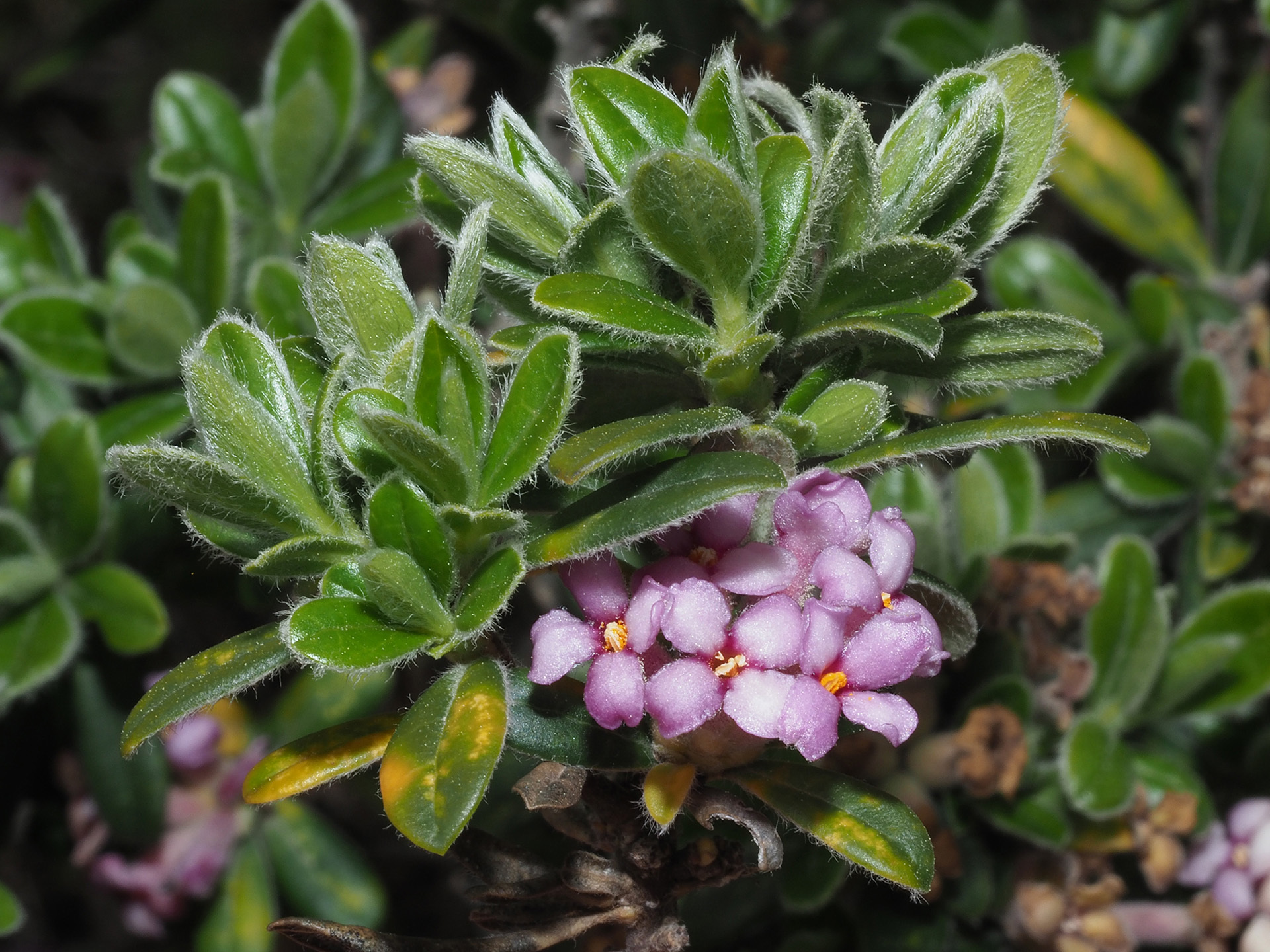 Daphne sericea Vahl