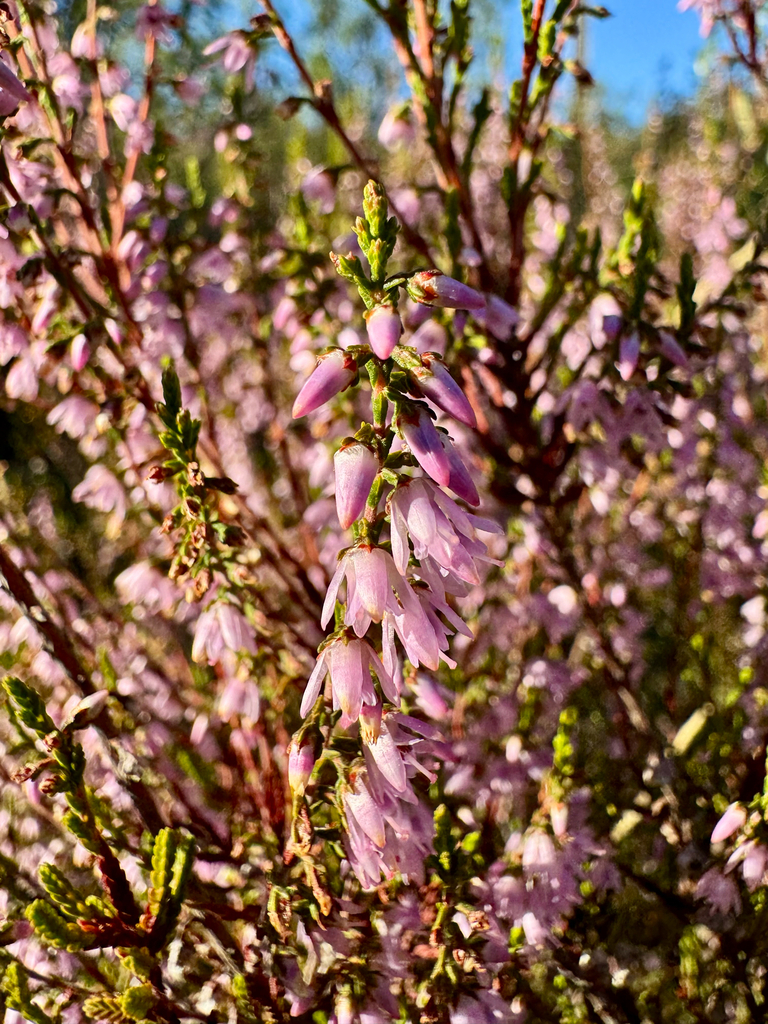 common heather from São Julião, Alentejo, PT on October 11, 2025 at 05: ...