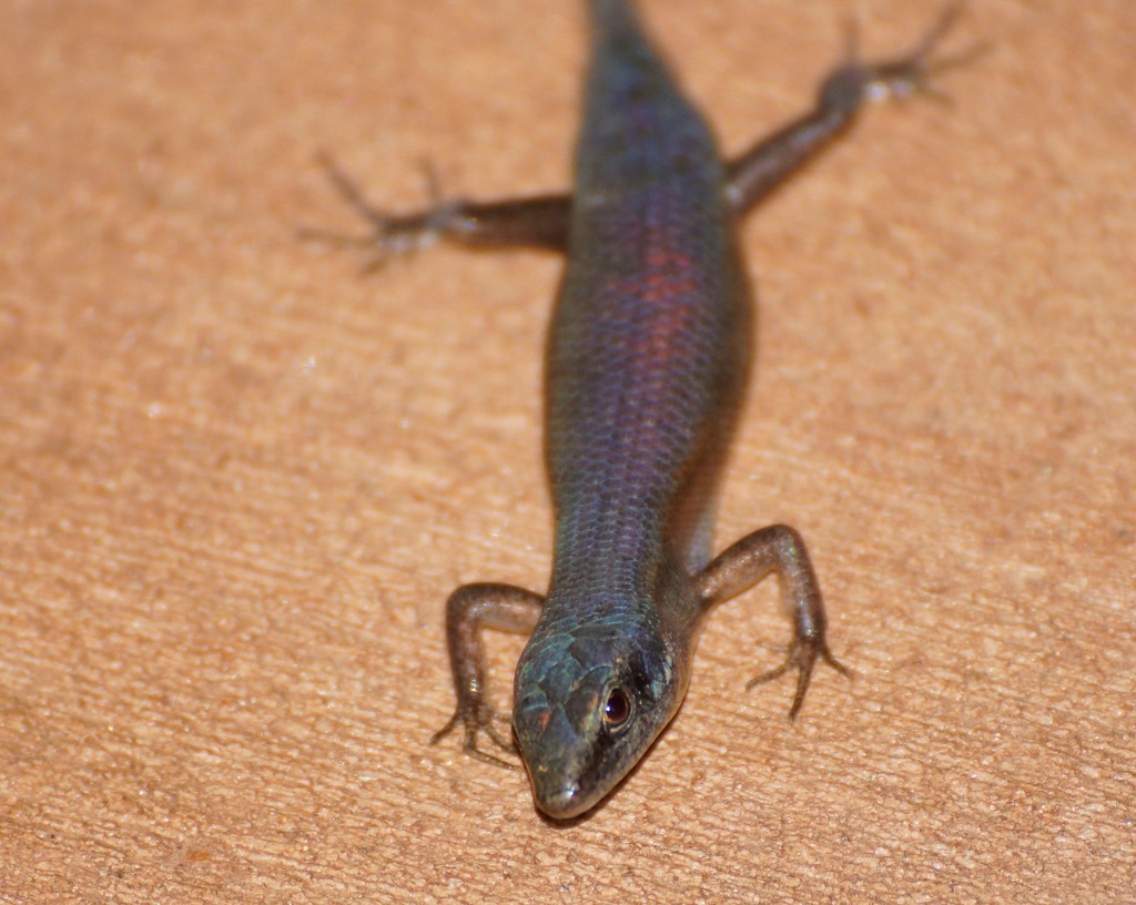 Skinks from Darwin NT, Australia on December 14, 2019 at 12:52 PM by ...