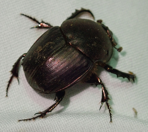 Onitis westermanni · iNaturalist United Kingdom