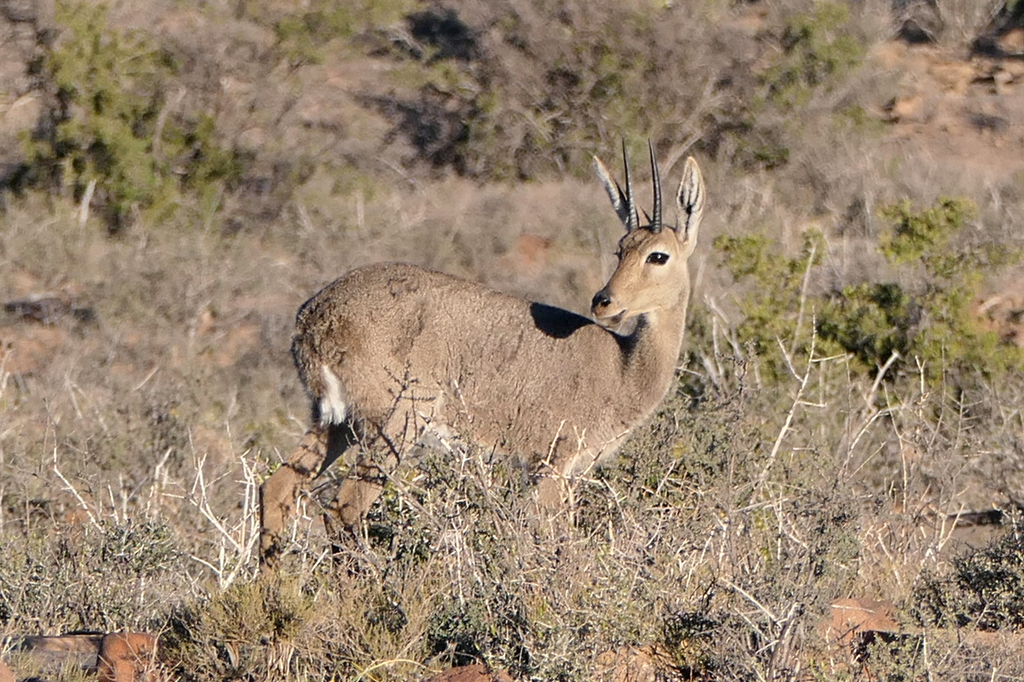 Grey Rhebok (Pelea capreolus) - Know Your Mammals