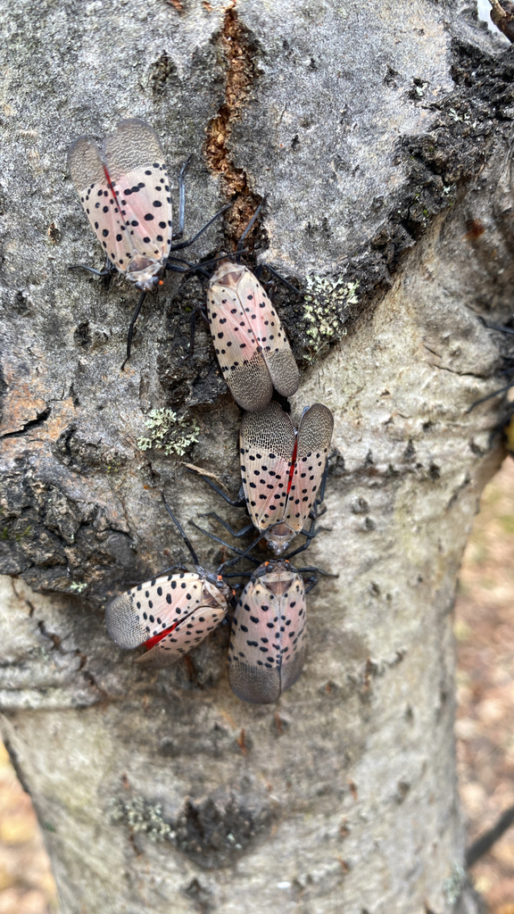 Spotted Lanternfly from Olyphant, PA, US on October 12, 2025 at 10:16 ...
