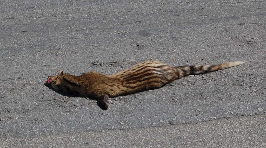 Small Southeast Asian Civet (Viverricula indica rasse) - Know Your Mammals