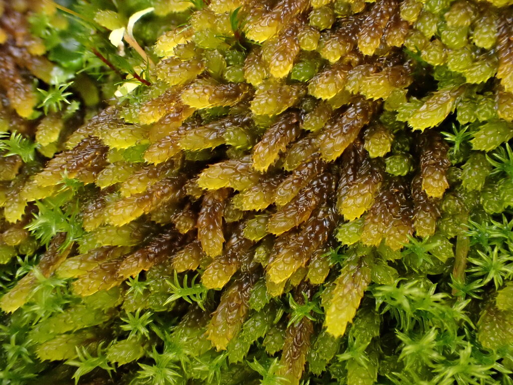 (Distichophyllum carinatum) - Botanical Realm