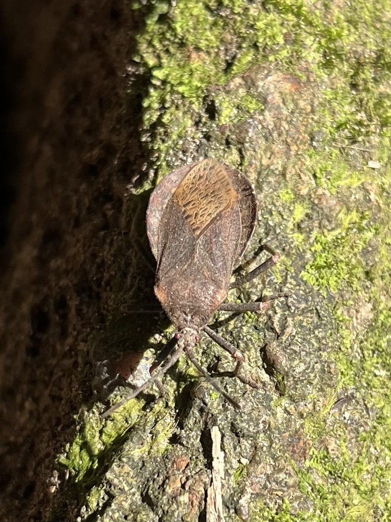 Giant Sweet Potato Bug from Ilha de Santa Catarina, Florianópolis, SC ...