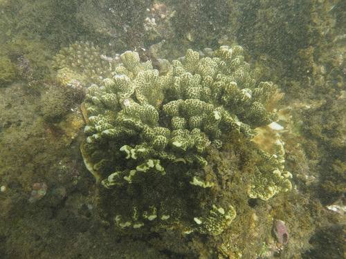 Montipora vietnamensis · iNaturalist
