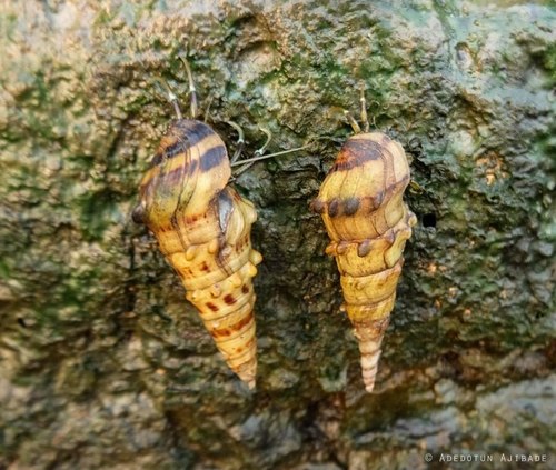 Genus Pachymelania · iNaturalist