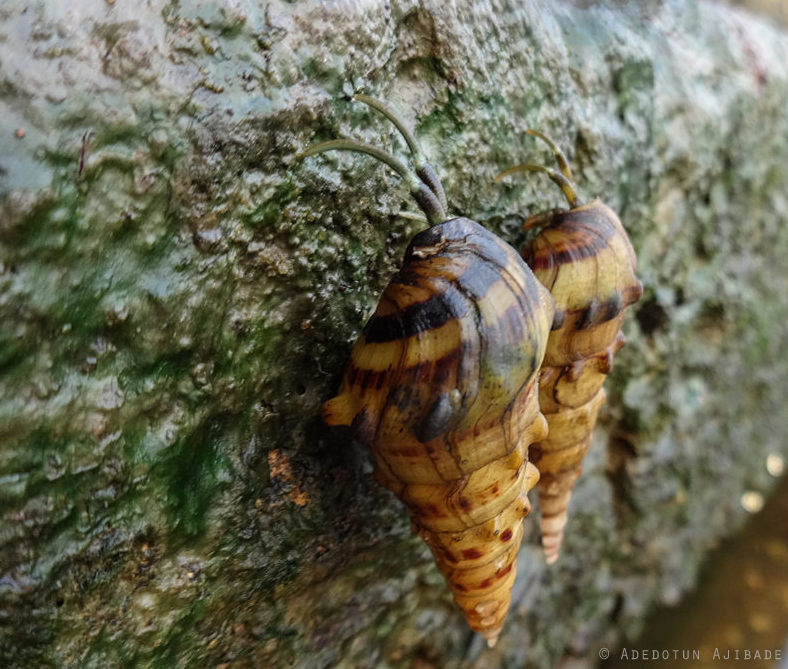 Clibanarius africanus Aurivillus, 1898