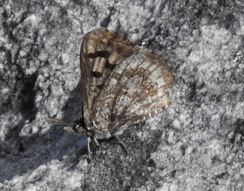 Skollies from De Hoop, Overberg, Western Cape, South Africa on December ...