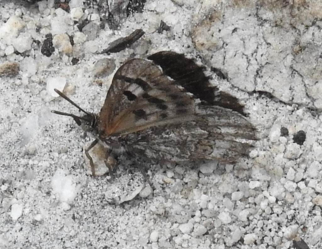 Skollies from De Hoop, Overberg, Western Cape, South Africa on December ...