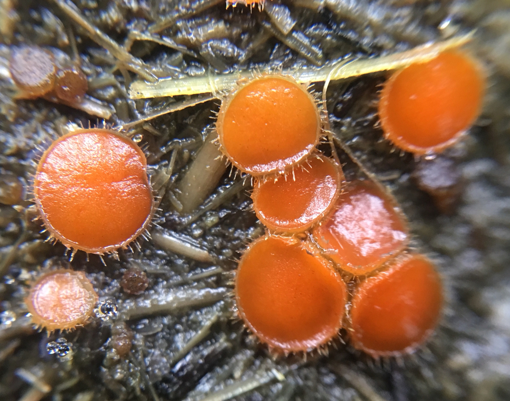 Cheilymenia stercorea (Mushrooms and fungi of the USA pt. 1) · iNaturalist