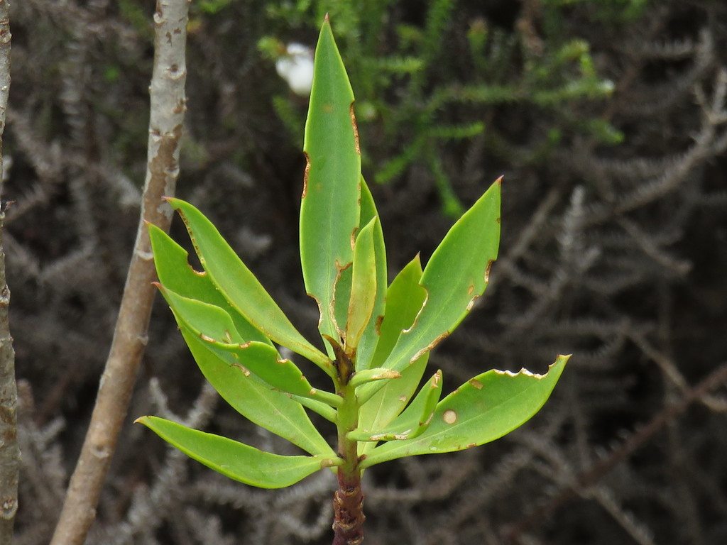 waterbush from Upper Tokai Park, Cape Town, South Africa on December 14 ...