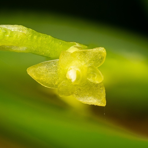 Octarrhena parvula · iNaturalist