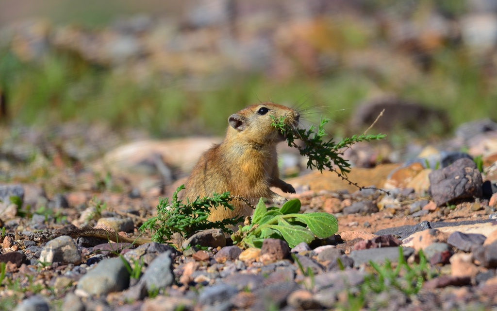 Fat Sand Rat (Psammomys obesus) - Know Your Mammals