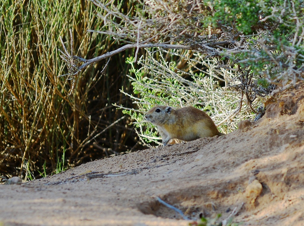 Fat Sand Rat (Psammomys obesus) - Know Your Mammals