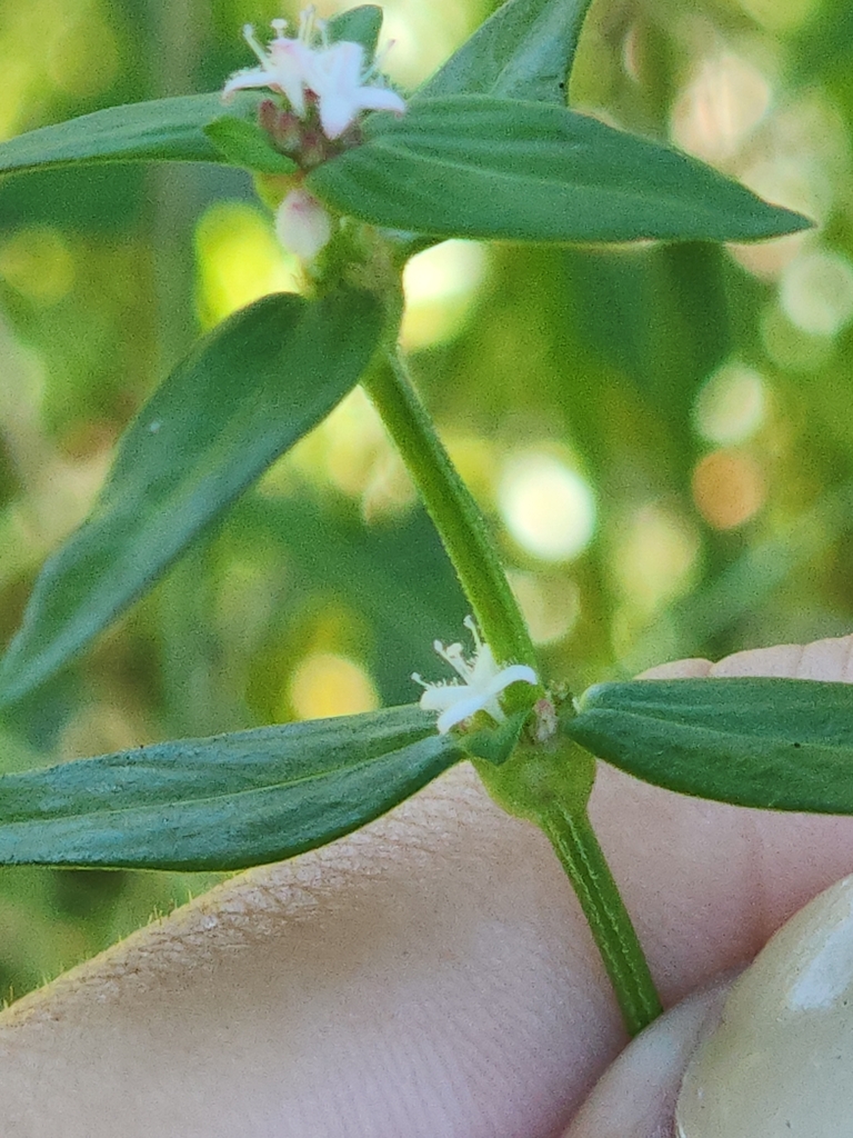 Woodland false buttonweed from Lutz, FL, USA on October 12, 2025 at 11: ...