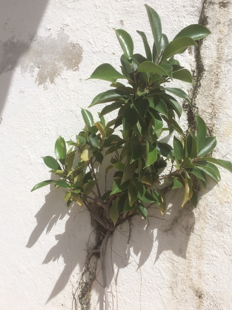 Figs from Curaçao, CW on December 14, 2019 at 12:27 PM by Patrick ...