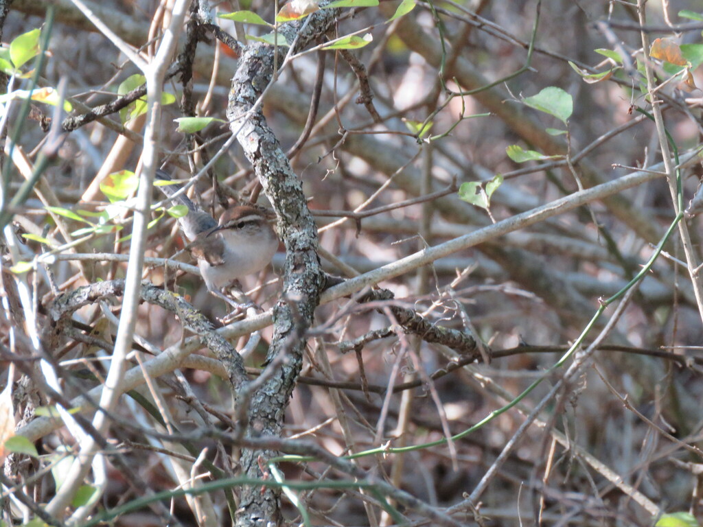 Bewick's Wren from Tarrant County, TX, USA on October 12, 2025 at 10:22 ...