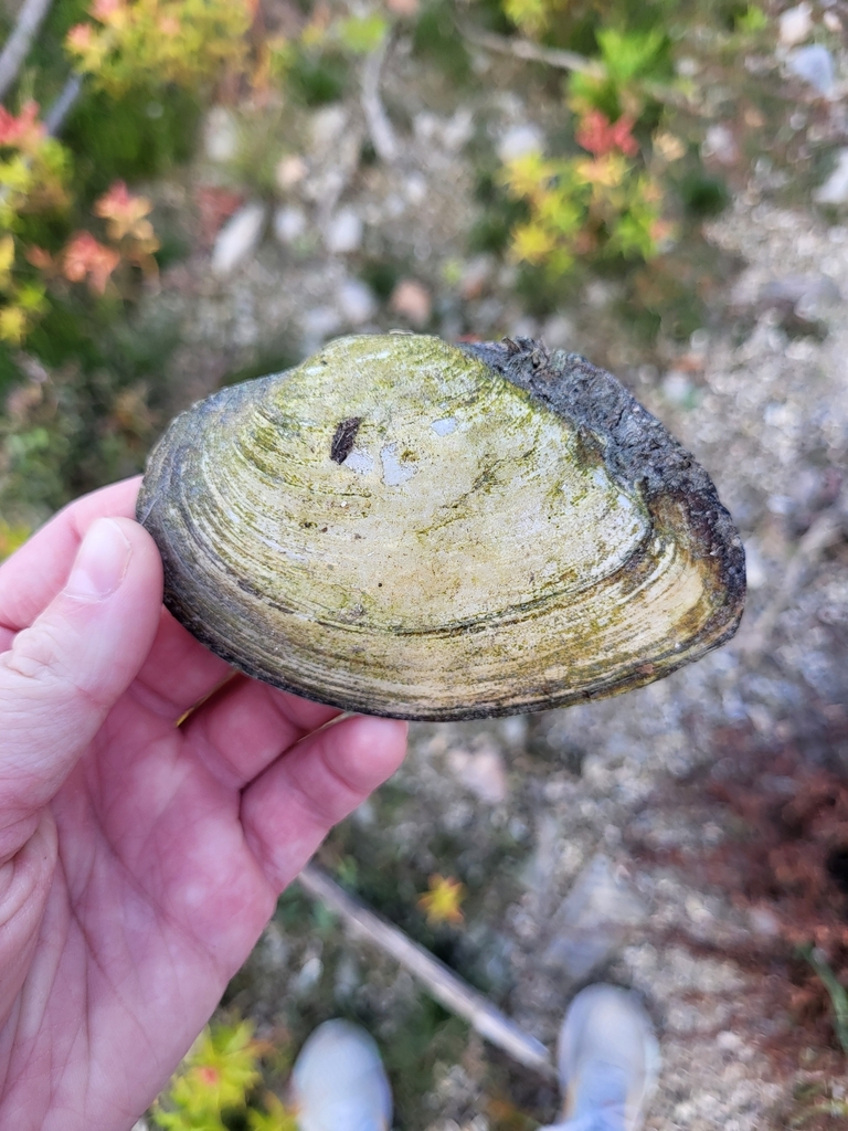 Giant Floater from Green Bay, WI 54302, USA on October 12, 2025 at 03: ...
