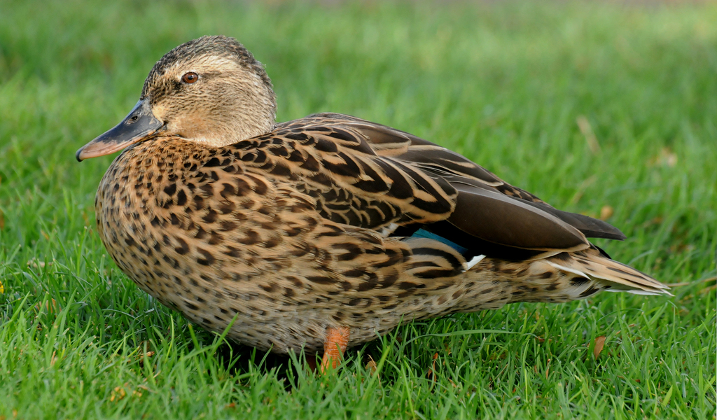 Mallards, Pintails, and Allies in August 2012 by Steven Mlodinow ...