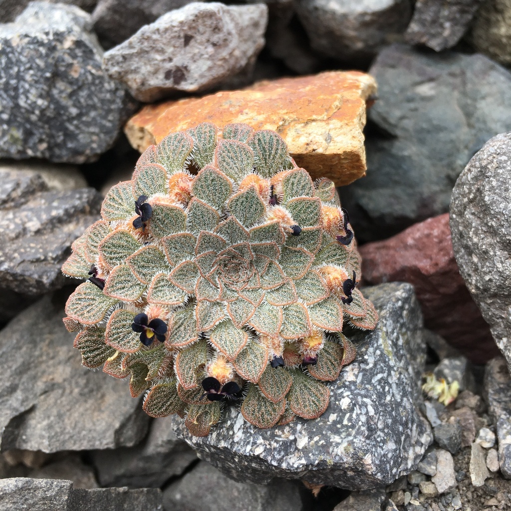 Viola montagnei from Los Andes, Los Andes, Valparaíso, CL on December ...