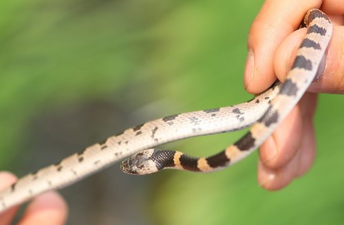 Oriental Odd-tooth Snake (Lycodon orientalis) - Snakes and Lizards
