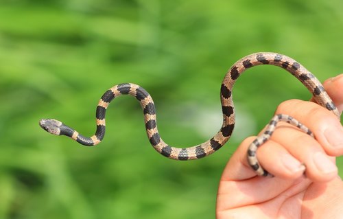Oriental Odd-tooth Snake (Lycodon orientalis) - Snakes and Lizards