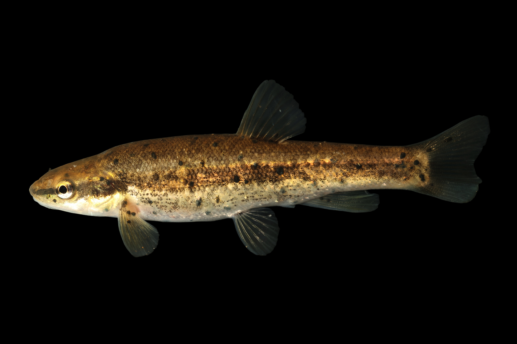 Western Blacknose Dace Scientific Name