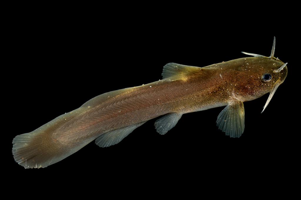 Stonecat (Noturus flavus) - Marine Life Identification