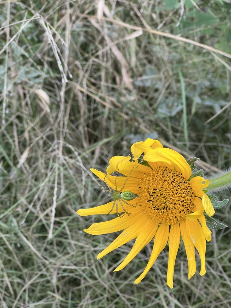 tree marigold from Parque Nacional Tula, Tula de Allende, Hgo., MX on ...