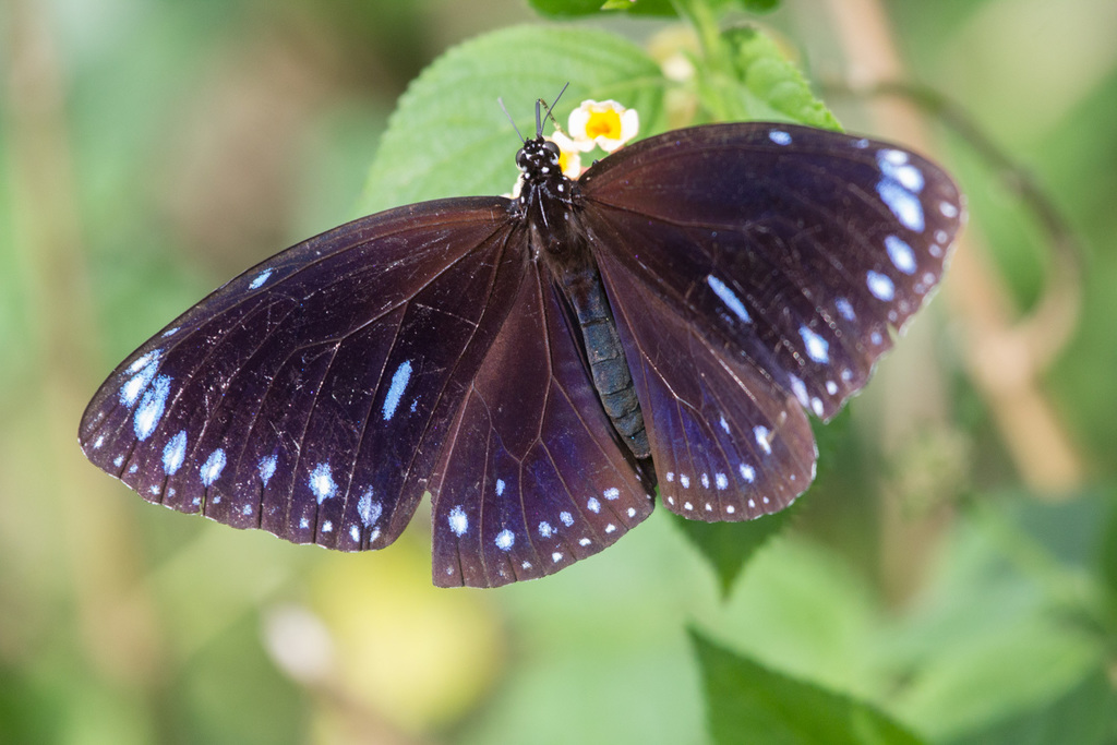 Crow Butterflies (insects of mumbai) · iNaturalist