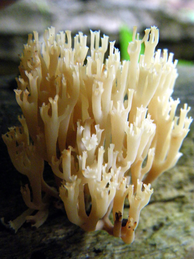 Crown-tipped Coral (Fungi and Lichens of Mississippi) · iNaturalist