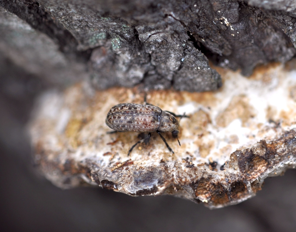Euparius koltzei from Витязь, Приморский край, Россия, 692707 on ...