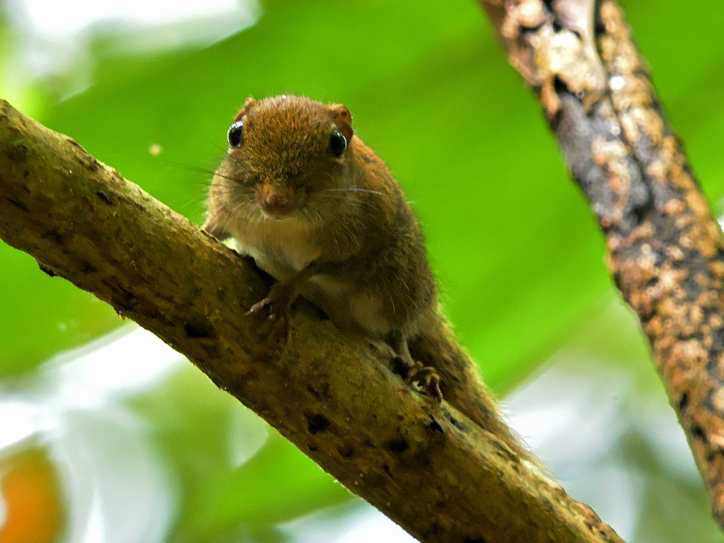 Least Pygmy Squirrel in October 2025 by eng_kai_2 · iNaturalist