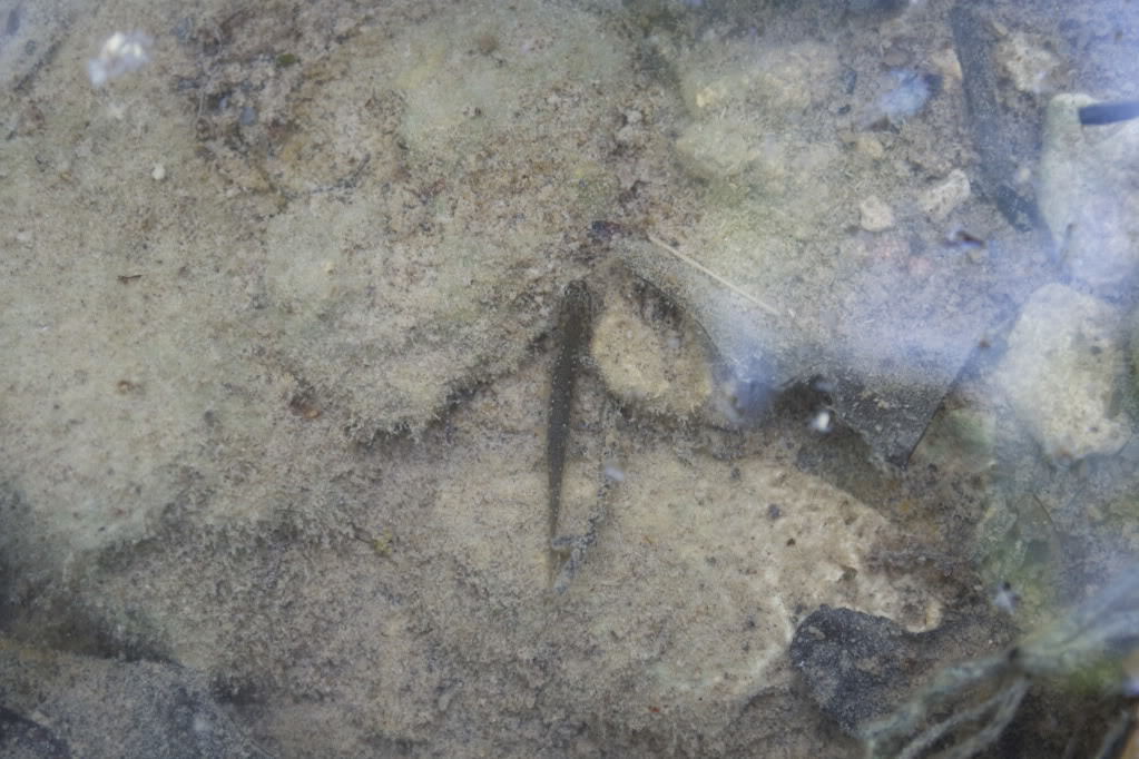 Eurycea neotenes Bishop & Wright, 1937
