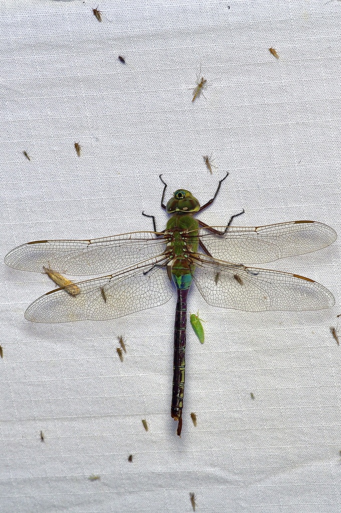 Common Green Darner from Brown County, TX, USA on October 8, 2025 at 10 ...