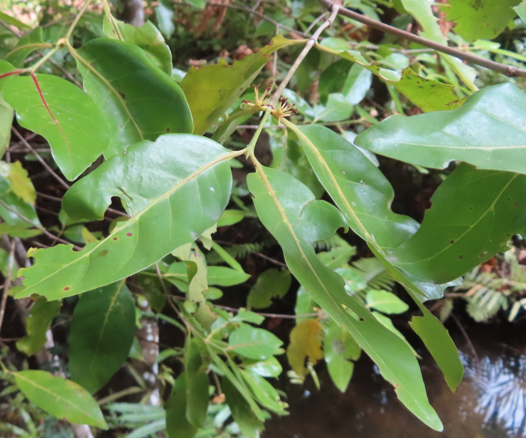 Pyrostria bibracteata from Grand Anse Praslin, Seychelles on October 13 ...