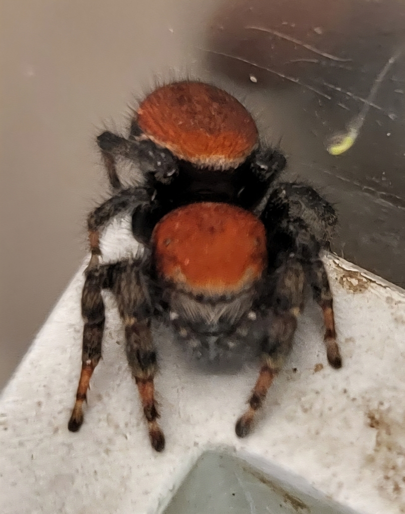 Cardinal Jumping Spider from Austin Hall, Chickasha, OK 73018, USA on ...