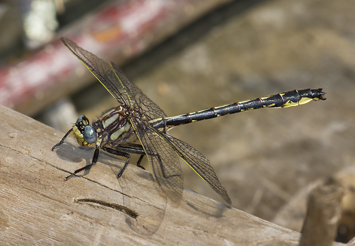 Beaverpond Clubtail (Virginia Dragonflies) · iNaturalist