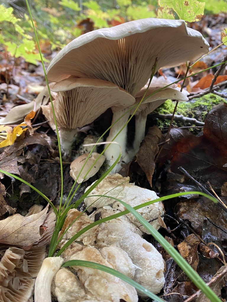 Aborted entoloma from Ottawa National Forest, Marenisco, MI, US on ...