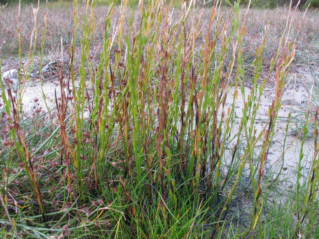 marsh arrowgrass in April 2010 by John Barkla. Locally abundant amongst ...