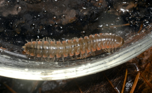 Spiral Twisted-Claw Millipede (Nannaria spiralis) · iNaturalist