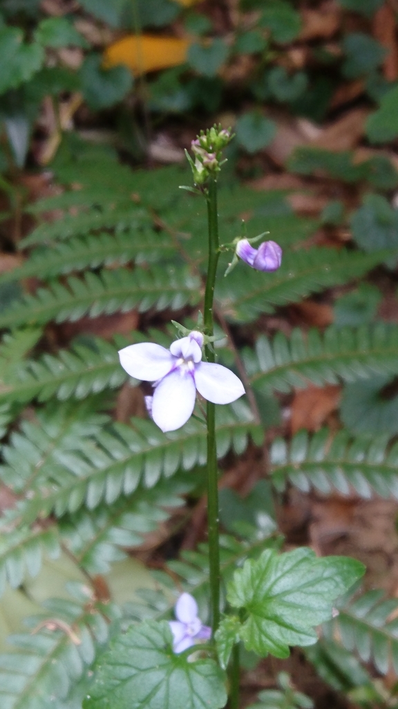 forest lobelia from Korora NSW 2450, Australia on November 13, 2019 at ...