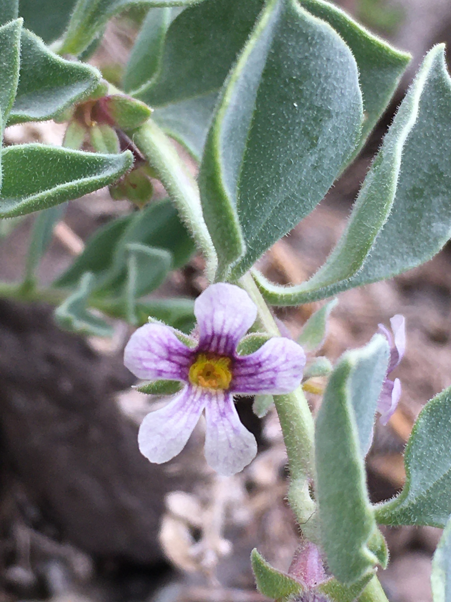 Melosperma Benth.