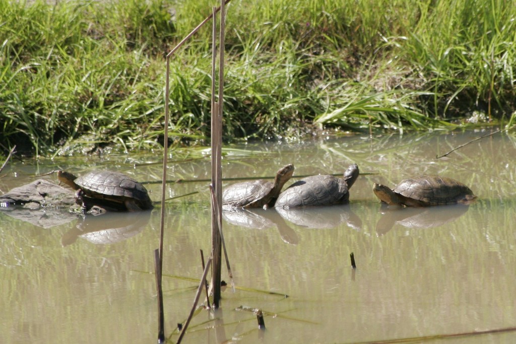 Northern Pacific Pond Turtle (Fauna of Lodi Lake Park ) · iNaturalist
