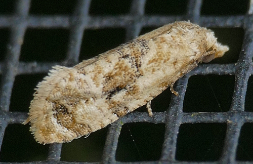 Chrysanthemum Flower Borer Moth (Lorita scarificata)